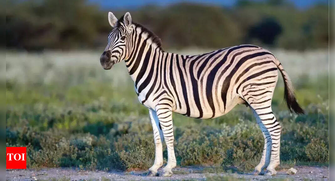 10 mind-blowing zebra facts you never heard before | - The Times of India