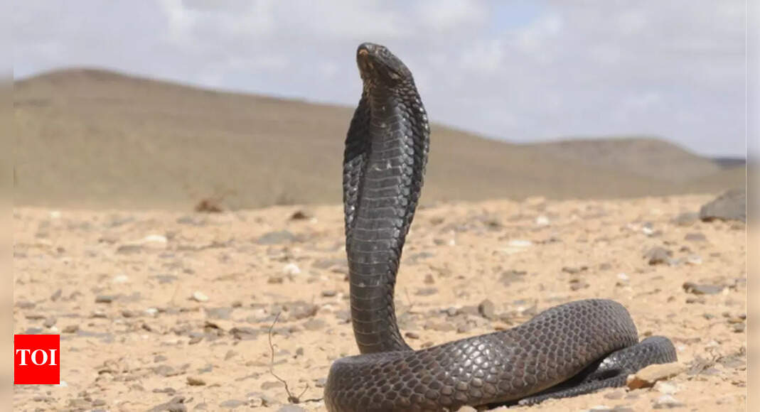 Arabian cobra: Know about their physical characteristics, diet, habitat ...