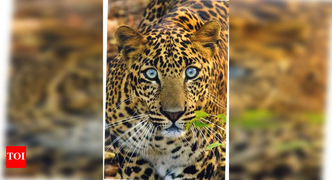 Leopard conservation expands in Udaipur & Ajmer with new safaris | Jaipur News - The Times of India
