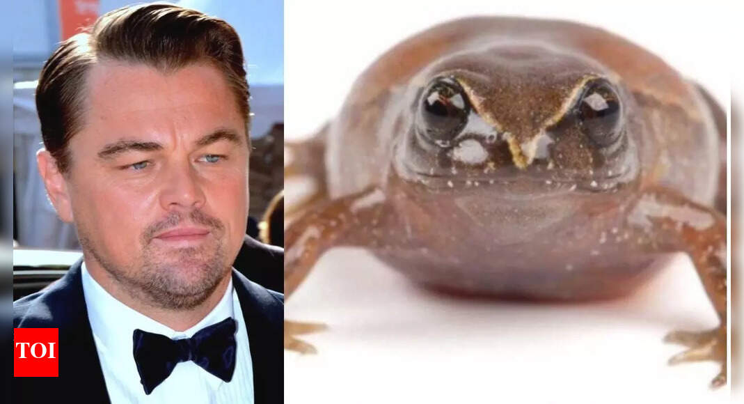 Hollywood legend Leonardo DiCaprio just got a frog named after him ...