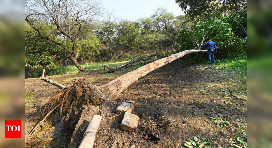 Delhi earthquake uprooted 25-year-old tree at Dhaula Kuan Jheel Park ...