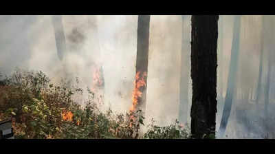 HC reopens 2021 PIL, summons top forester over non-compliance in forest ...