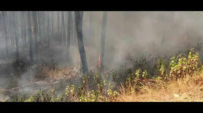 HC reopens 2021 PIL, summons top forester over non-compliance in forest ...