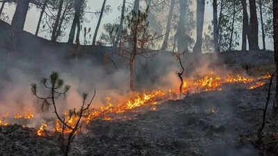 HC reopens 2021 PIL, summons top forester over non-compliance in forest ...