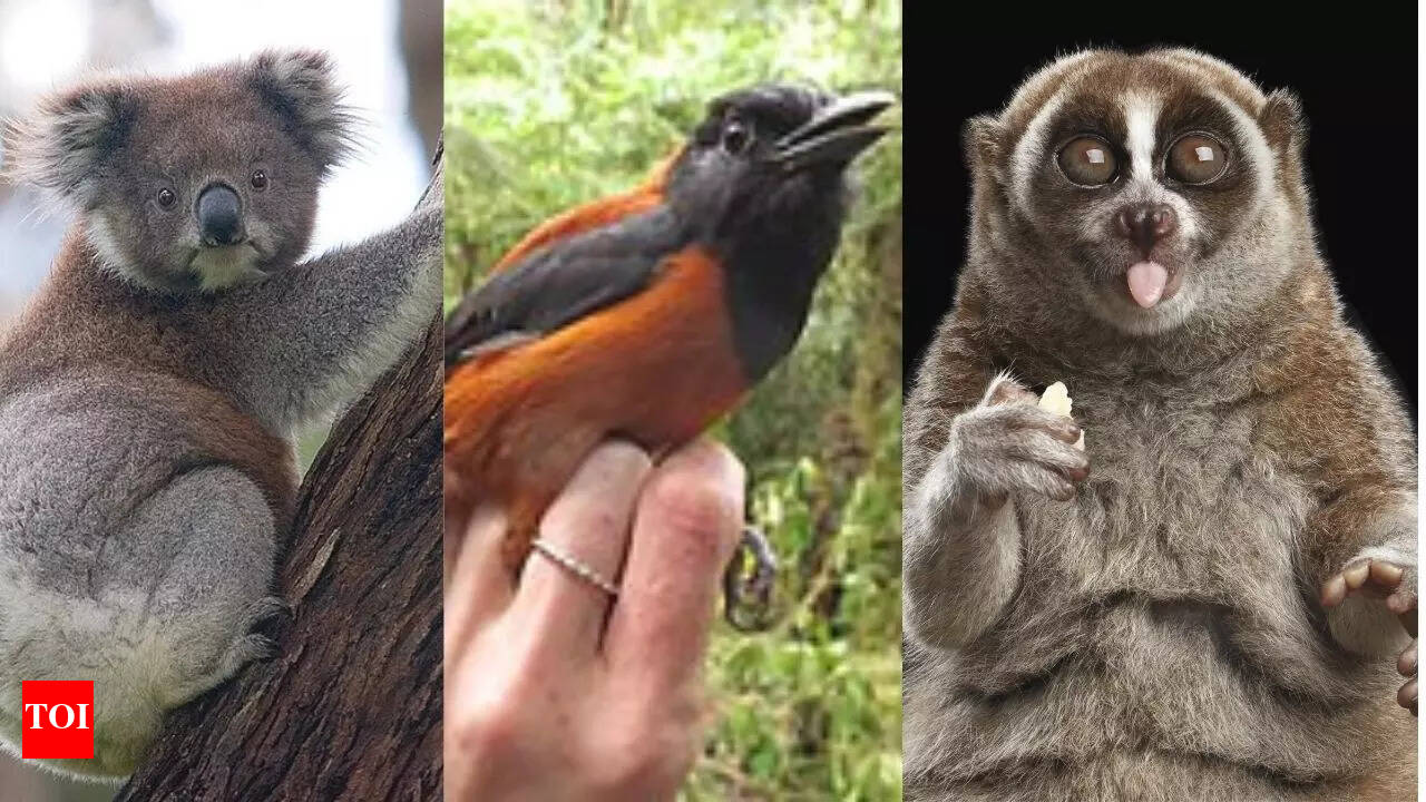 Cool Looking Dangerous Animals