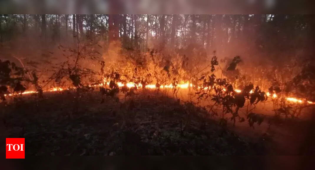 Maharashtra large forest fires up 3x to 97 this year, shows satellite data | Pune News - The ...