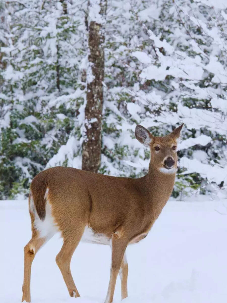 10 exotic animals to spot inside Kashmir's Dachigam National Park ...