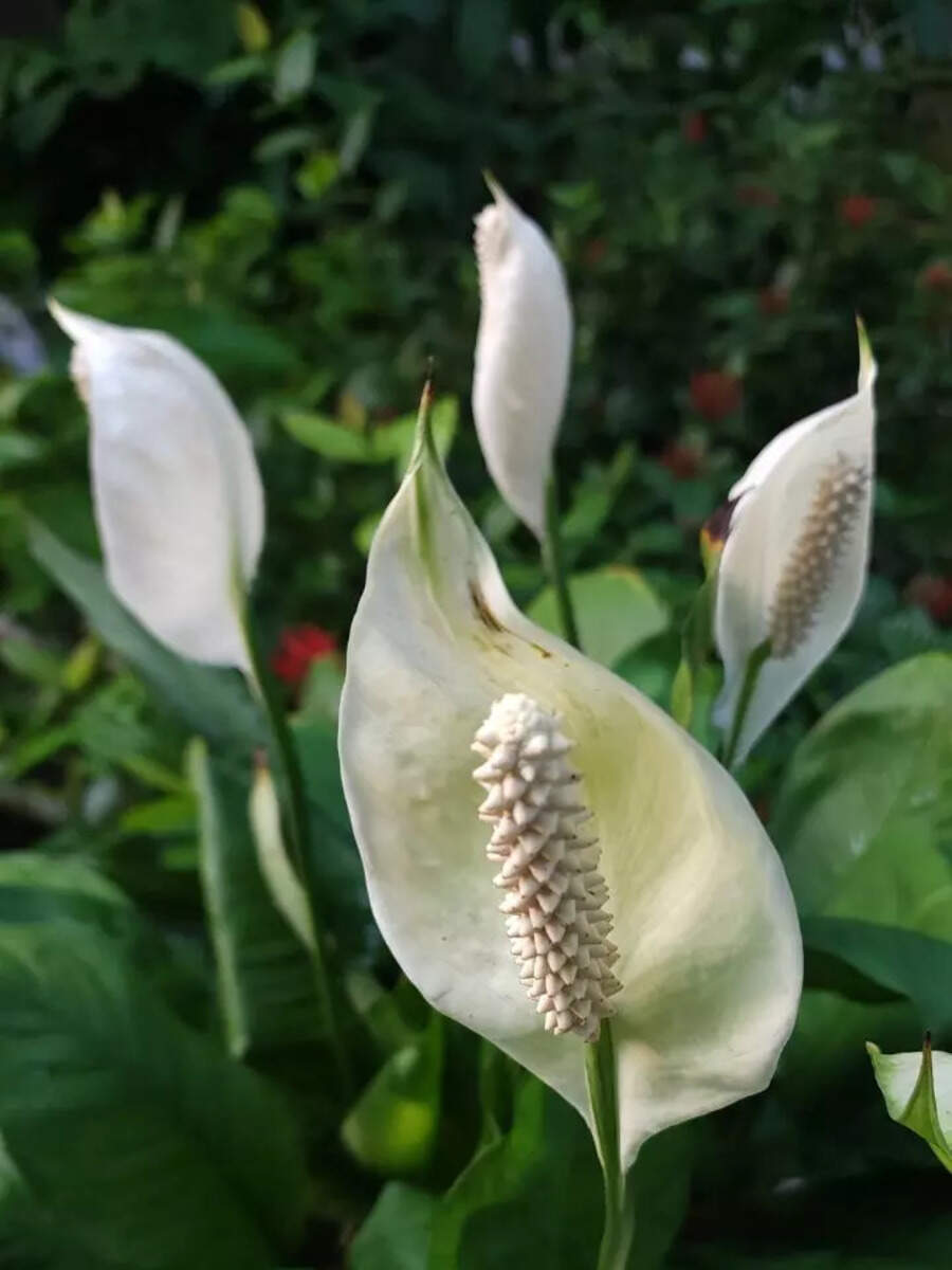 8 reasons why the Peace Lily is a complete blessing for a home | Times ...