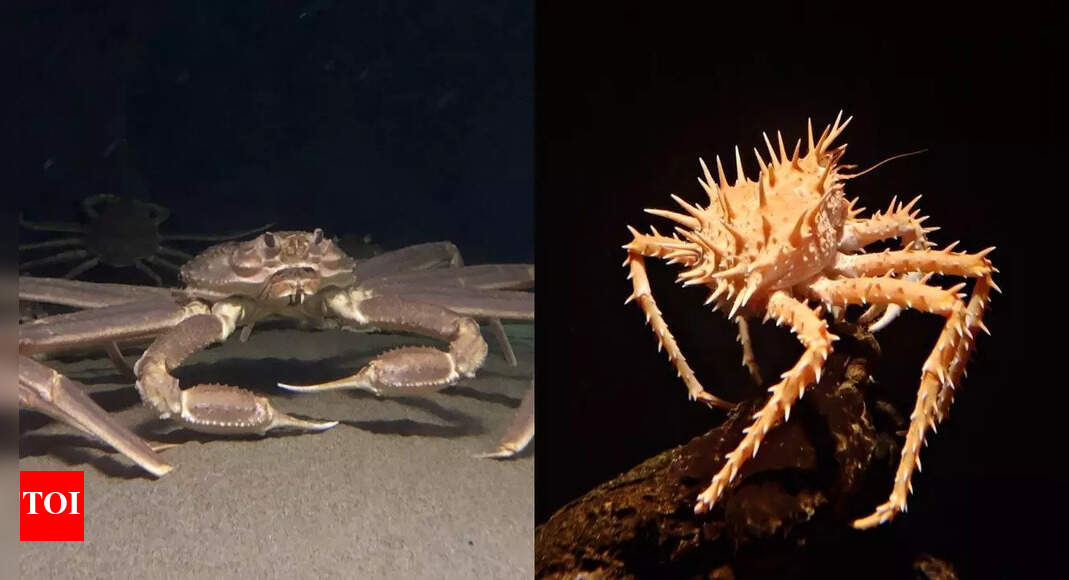 Snow crabs vs king crabs: Know the key differences on the basis of ...