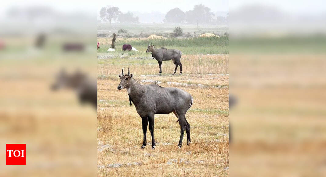 Nilgais’ translocation from Garhwa to PTR hits tech hurdle | Ranchi ...