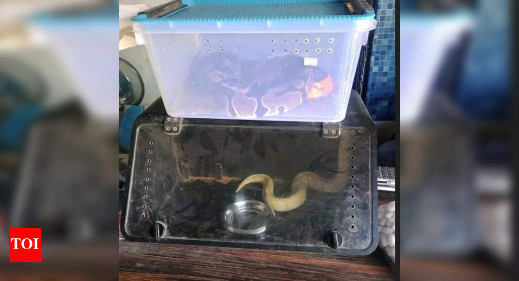 Drama After Police Raid Pet Shop Having Exotic Pythons | Nagpur News ...