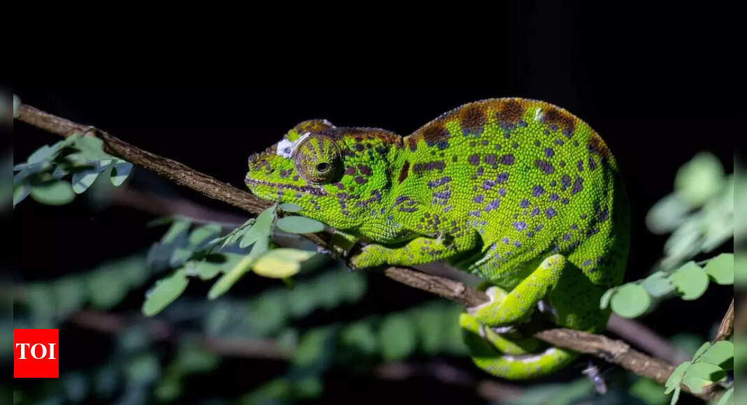 What are Labord's chameleons? Know all about the color-changing lizard ...