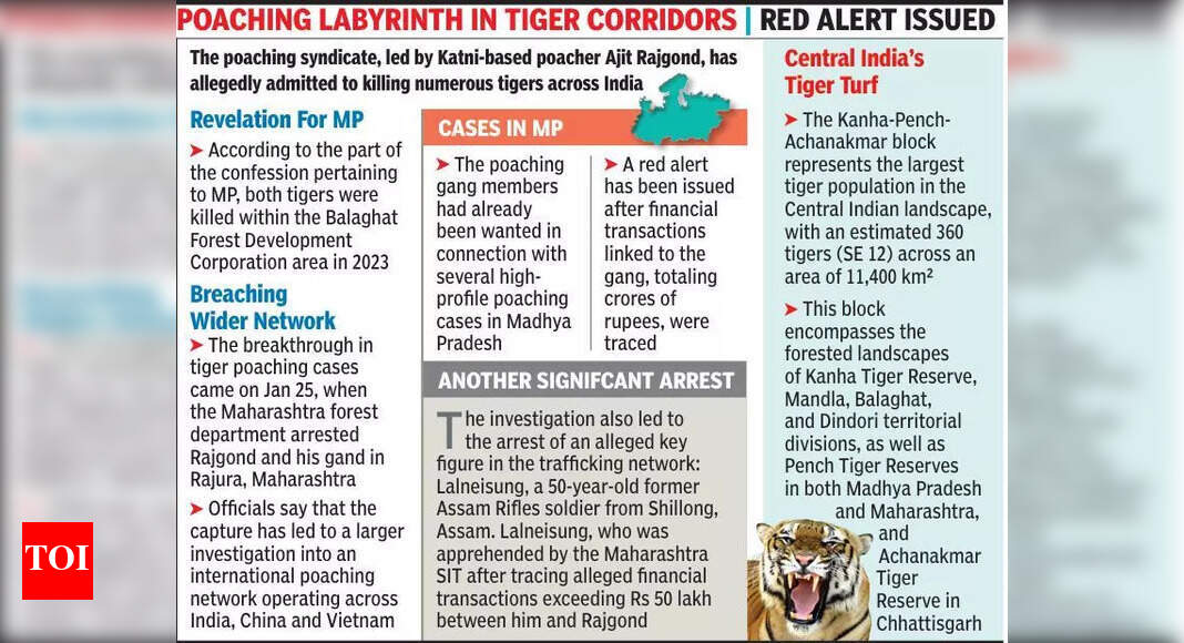 Shocker in wild: Poachers admit to killing two tigers in Balaghat ...