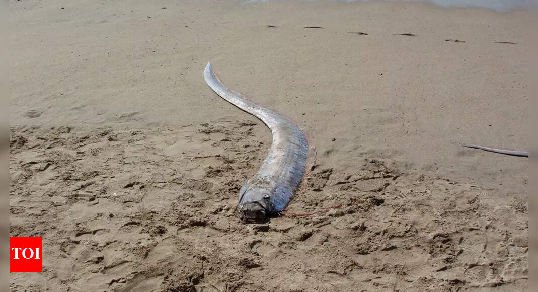 ‘Doomsday fish’ appears in Mexico—why this deep-sea creature sparks ...