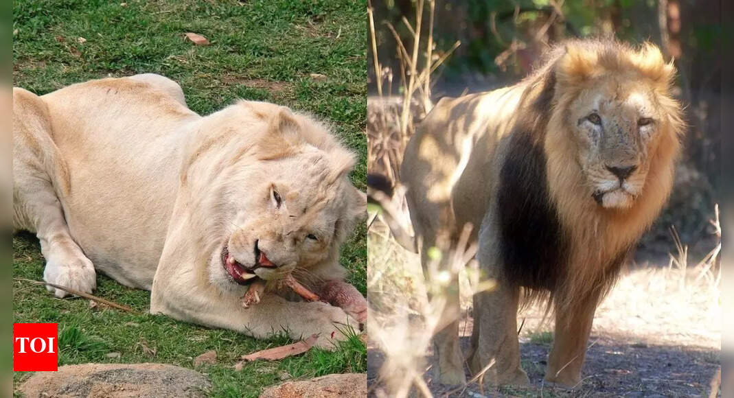 8 Unique lion breeds you might not know before | - The Times of India