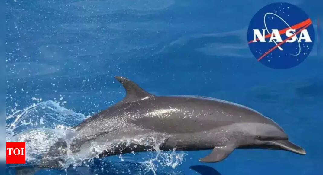Dolphin takes its own life after developing a deep bond with its ...