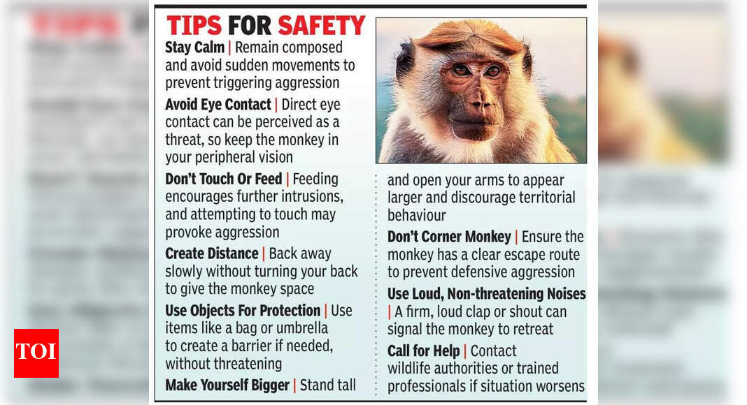 Over 700 cases of monkey bites in a month, yet no agency to check ...