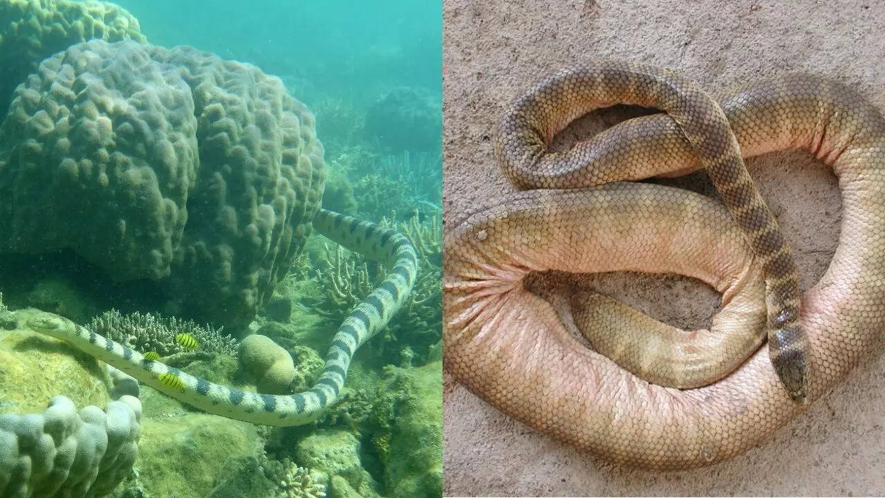 Poisonous Sea Snakes