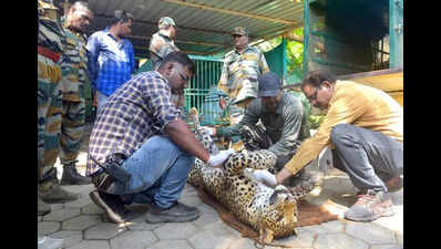 Leopard dies after fight in Barwani, cremated | Indore News - The Times ...
