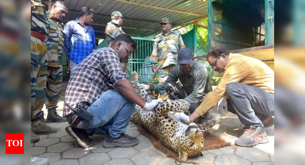 Leopard dies after fight in Barwani, cremated | Indore News - The Times of India
