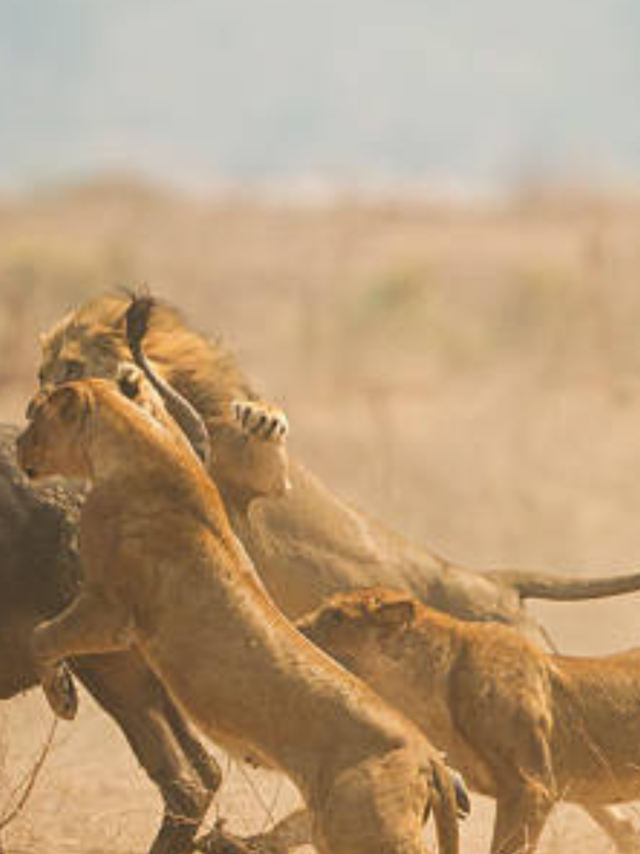 10 predators at the top of the food chain | Times of India
