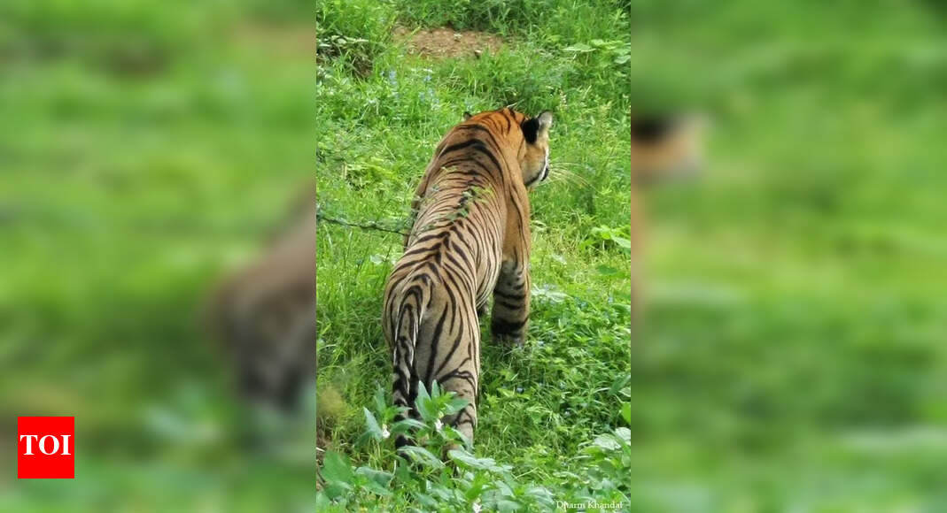 Tiger attack suspected after mutilated body found in R’bore - The Times ...