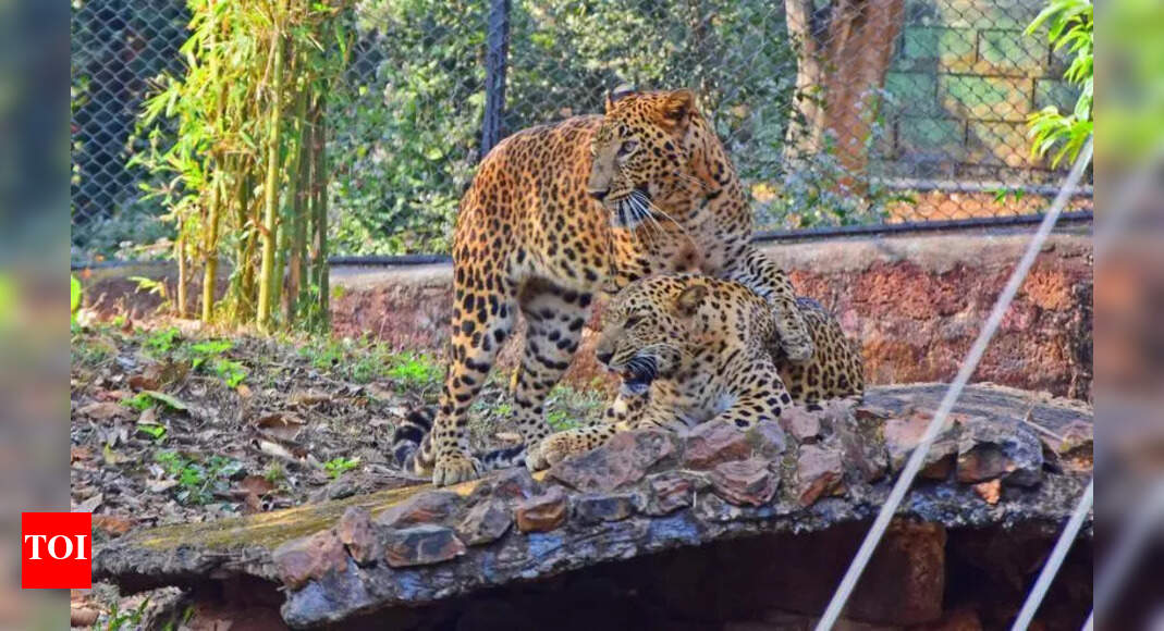 Nandankanan writes to CZA for 2 pair of leopards from Guj zoo ...