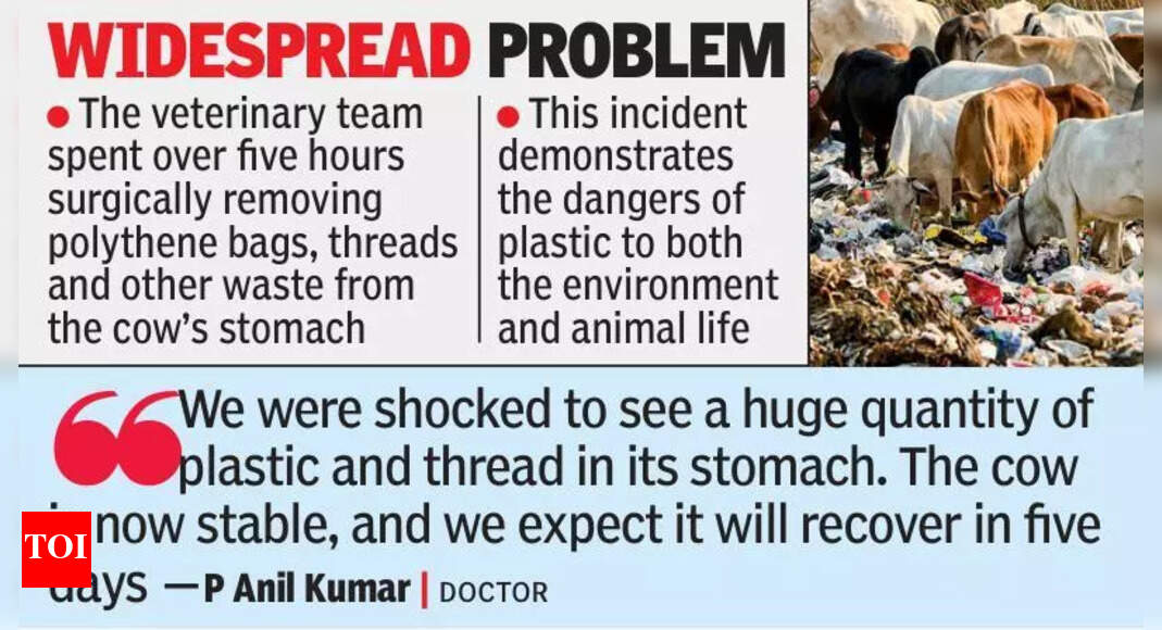 Veterinary team removes 50 kg plastic from cow’s stomach in ...