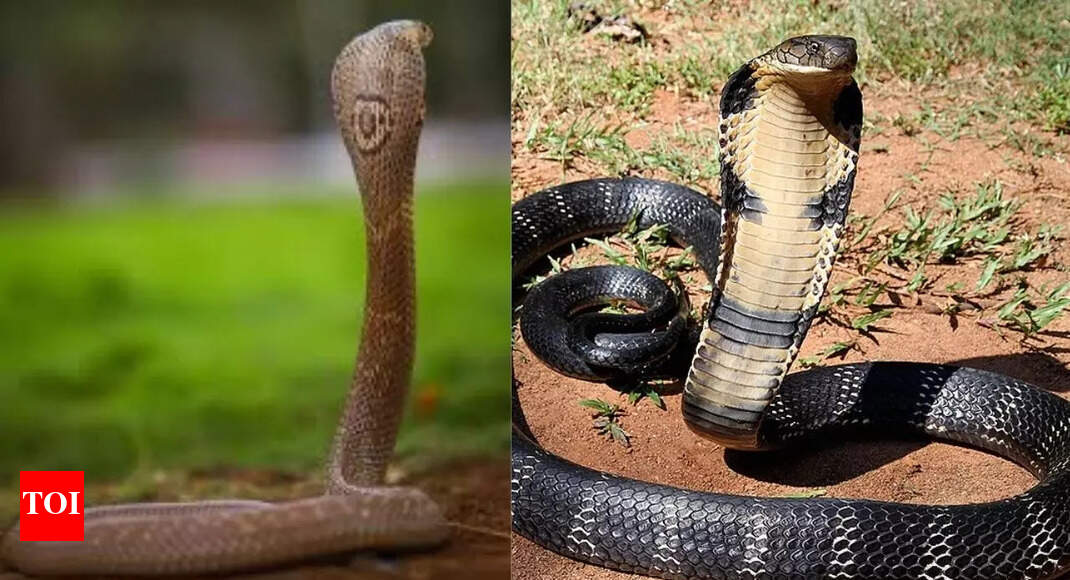 How is the king cobra different from other cobras: Size, diet, venom ...