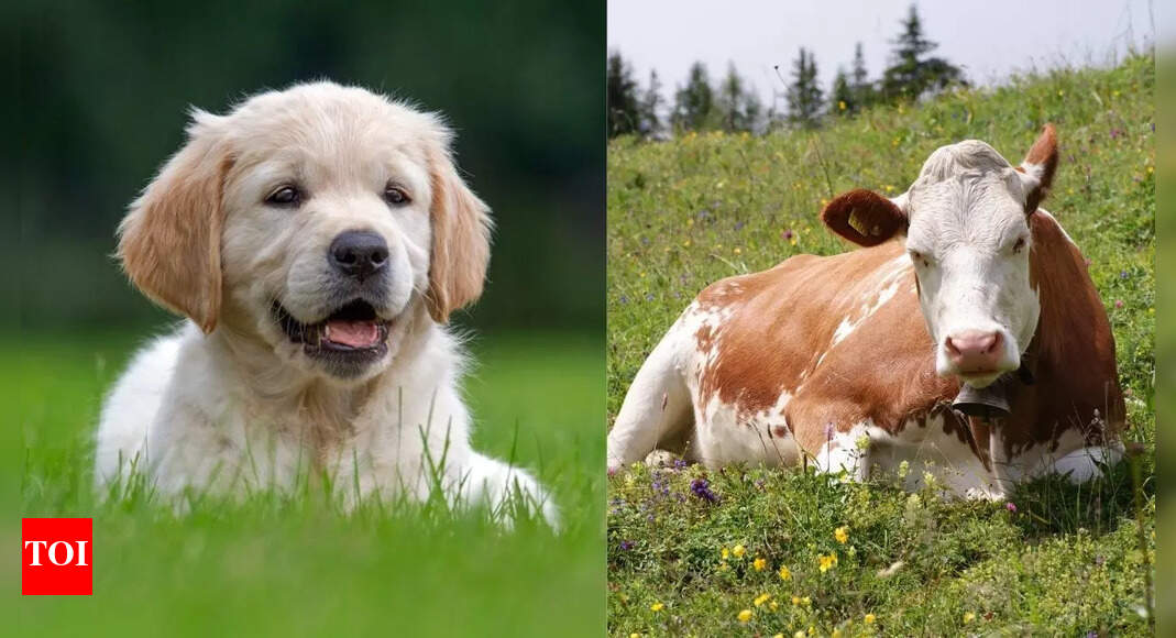 8 animals that sense natural disasters before humans do | - The Times ...