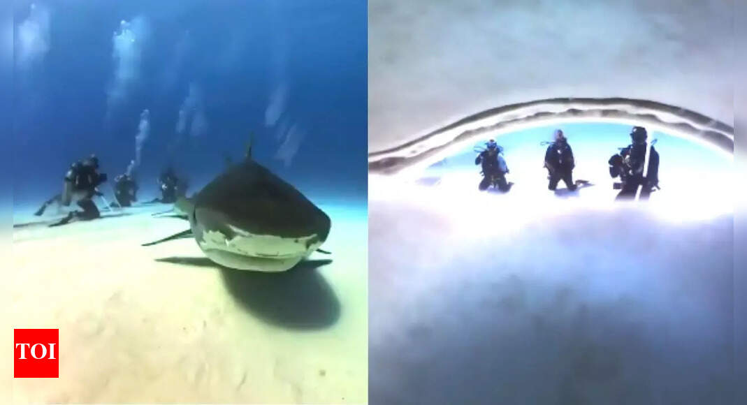 “A POV I never want in real life": Tiger shark swallows diver’s camera ...