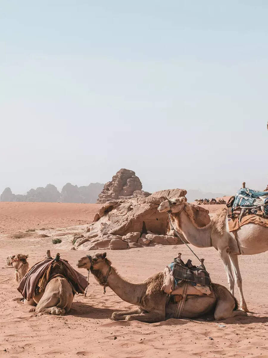10 incredible species adapted to desert life | Times of India