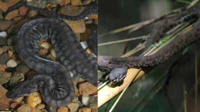 5 stunning purple snakes you didn’t know existed | - The Times of India