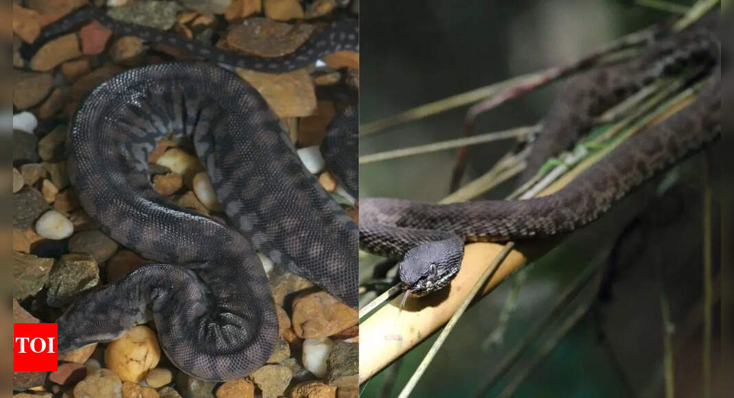 5 stunning purple snakes you didn’t know existed | - The Times of India