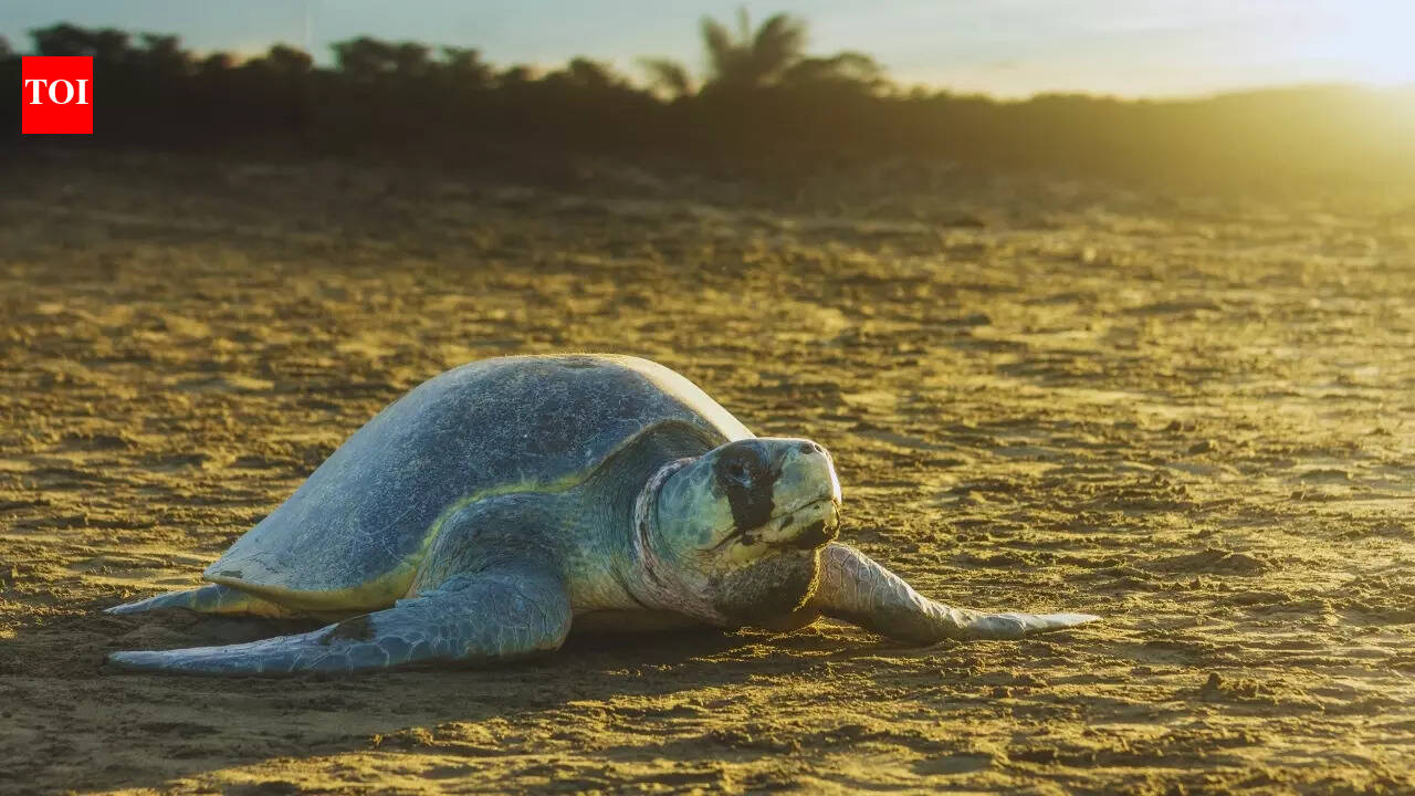 Odisha’s Rushikulya coast sees record-breaking Olive Ridley turtle ...