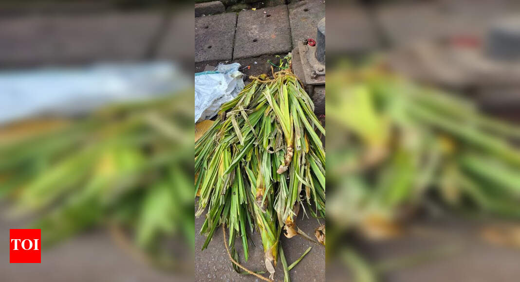 Ketaki flowers in huge demand for Mahashivratri | Bhubaneswar News ...