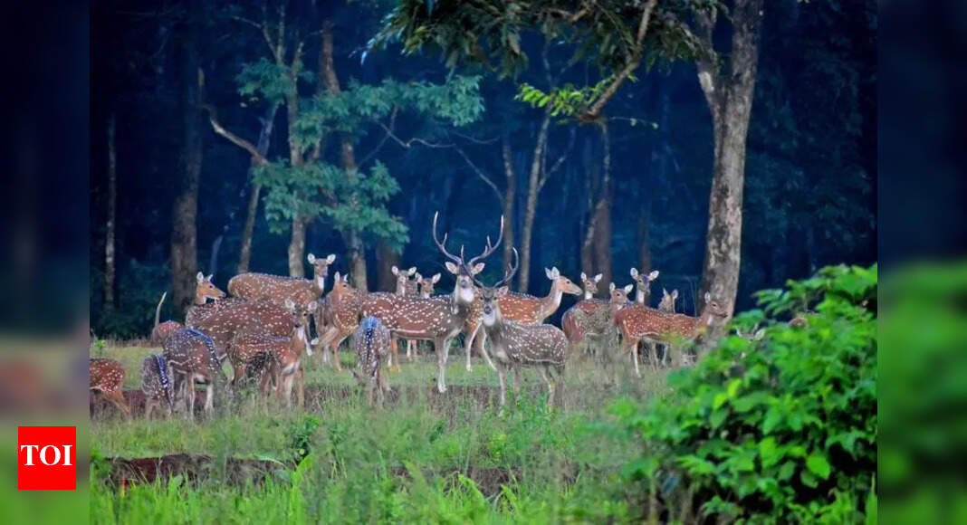 Sacred groves of Mundas in Similipal intact: Officer | Bhubaneswar News ...