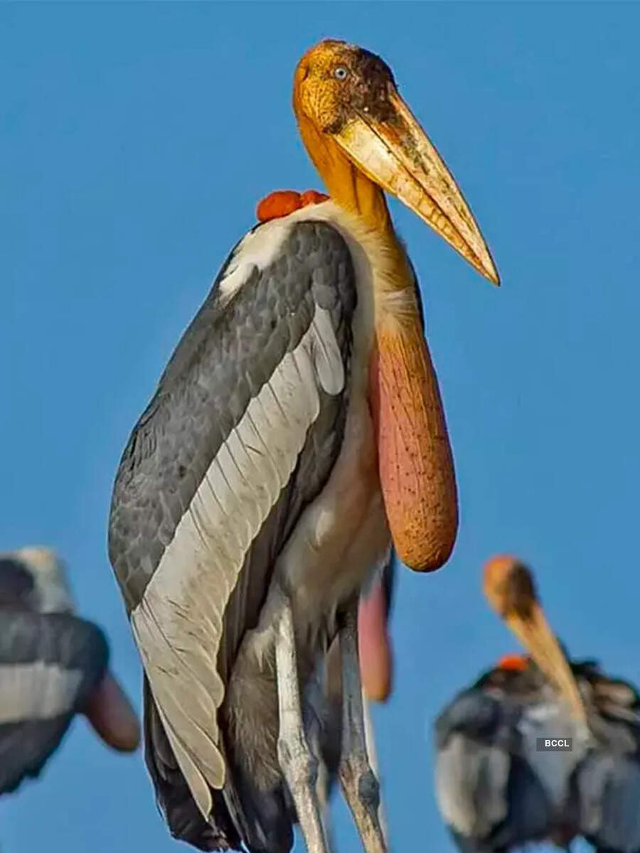Storks in Indian culture symbols of grace and wisdom | Times of India