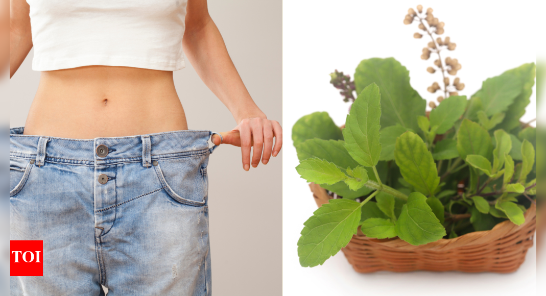 Tulsi for weight loss: How to use tulsi leaves to burn belly fat ...