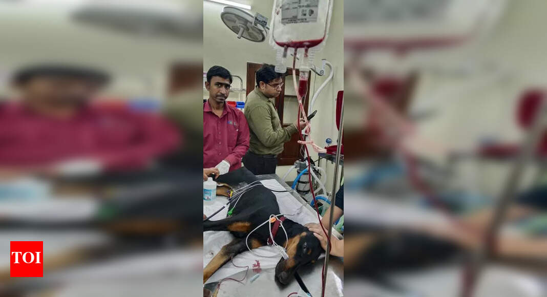 Coco’s gift of life to Leo gives city 1st canine blood transfusion of ...