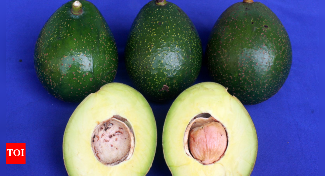 ‘Arka Coorg Ravi’, the desi avocado promises more yield in Karnataka ...