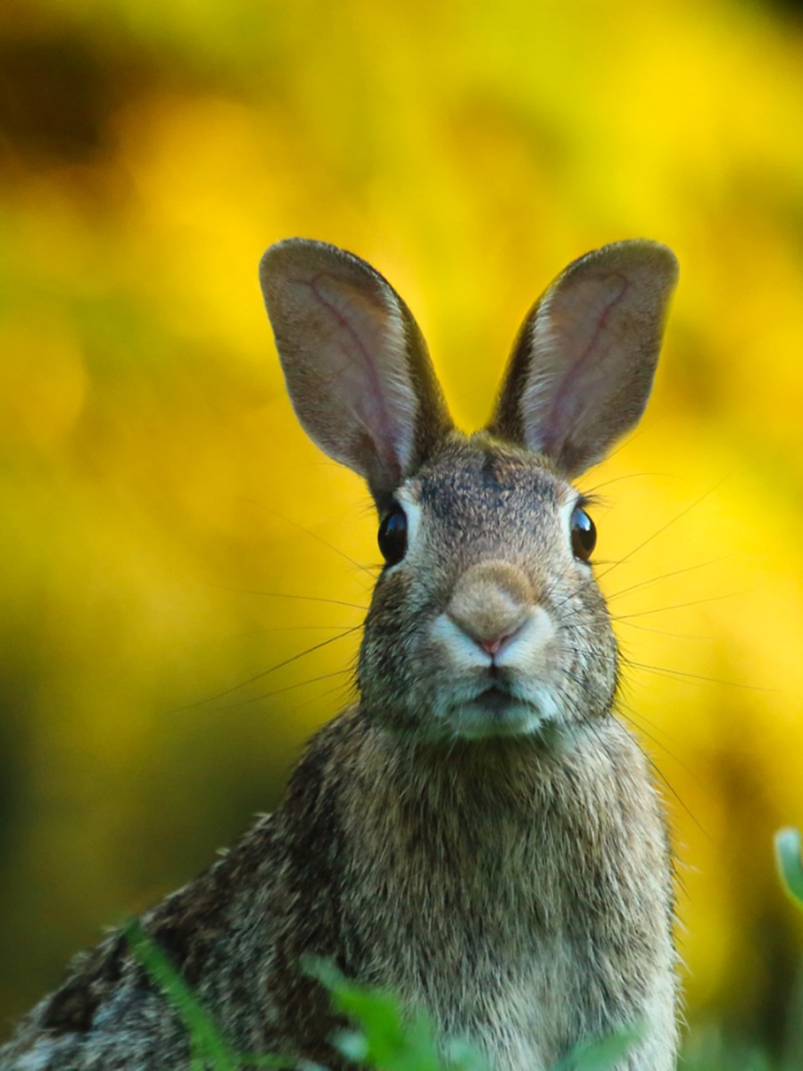 10 animals that are believed to bring good luck | Times of India