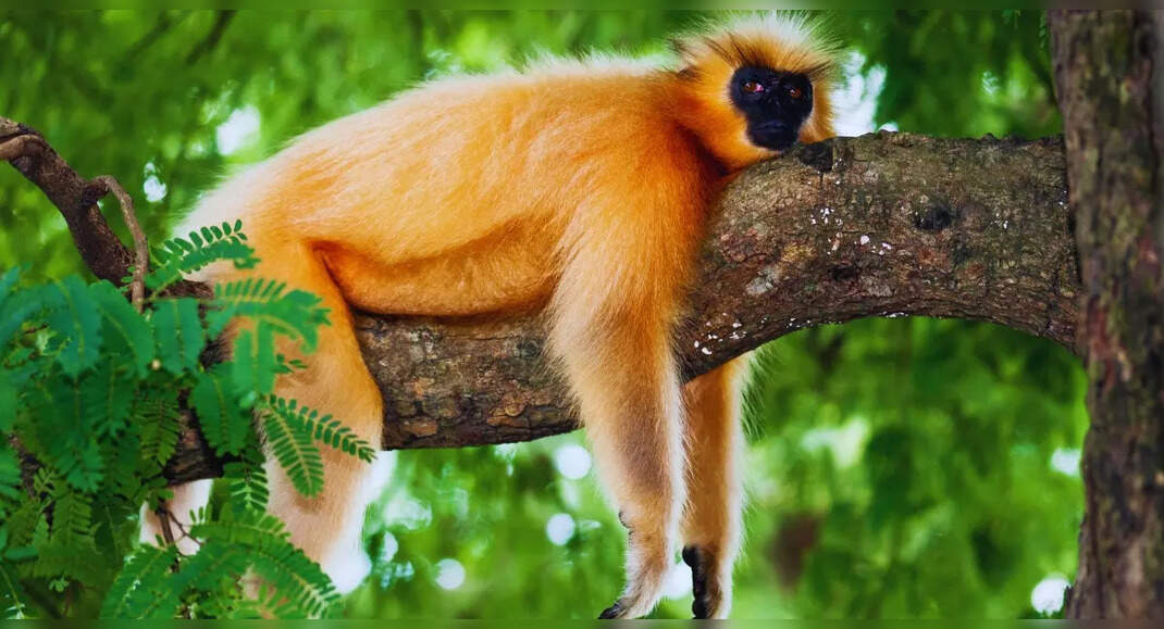 Manas National Park Assam: The rare and elusive wildlife of Manas ...