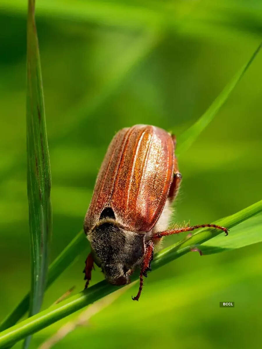 10 animals with shortest life’s span | Times of India