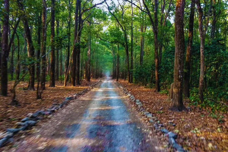 Jim Corbett’s 8 safari zones: Which one is the best for tiger sightings ...