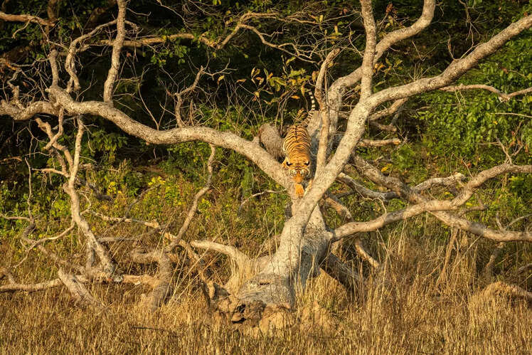 Jim Corbett’s 8 safari zones: Which one is the best for tiger sightings ...