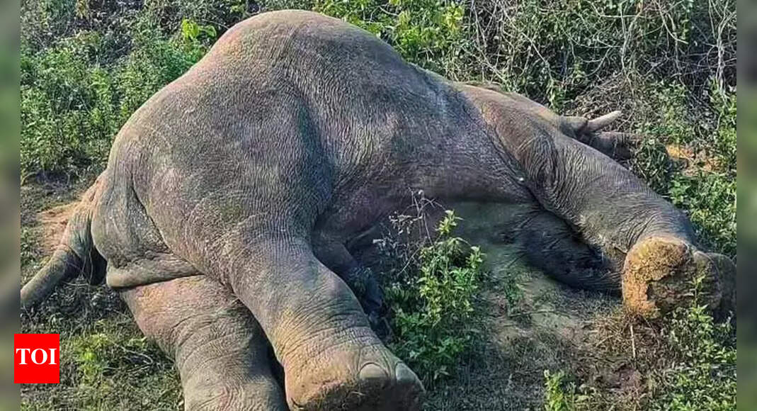 Elephant found dead in Athgarh forest, electrocution suspected ...