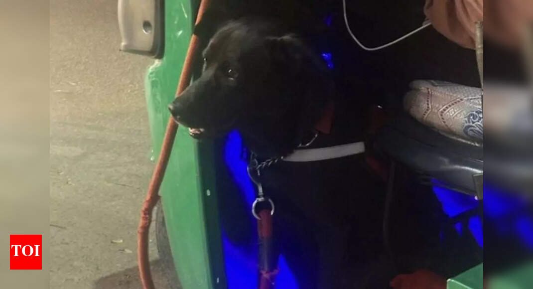 Viral: Auto driver’s loyal dog Jackie becomes internet’s favorite co ...