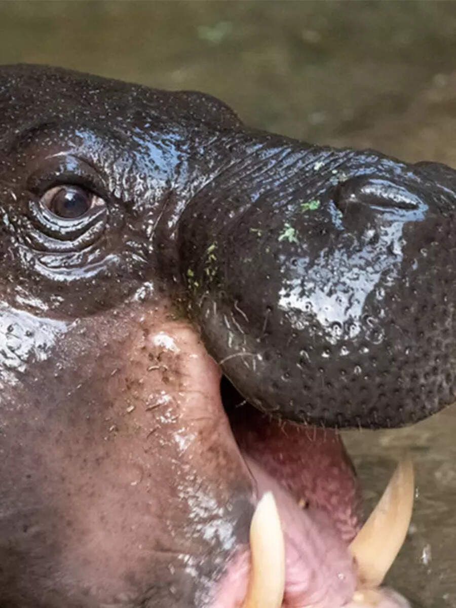 10 animals with a bone crushing bite | Times of India