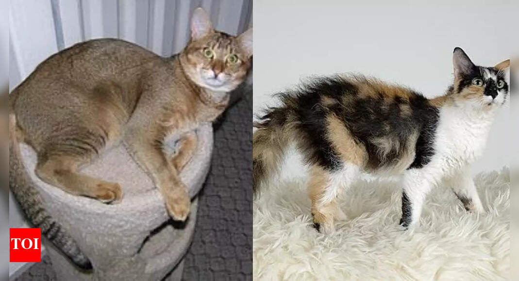 6 rare cat breeds you probably don’t know about | - The Times of India